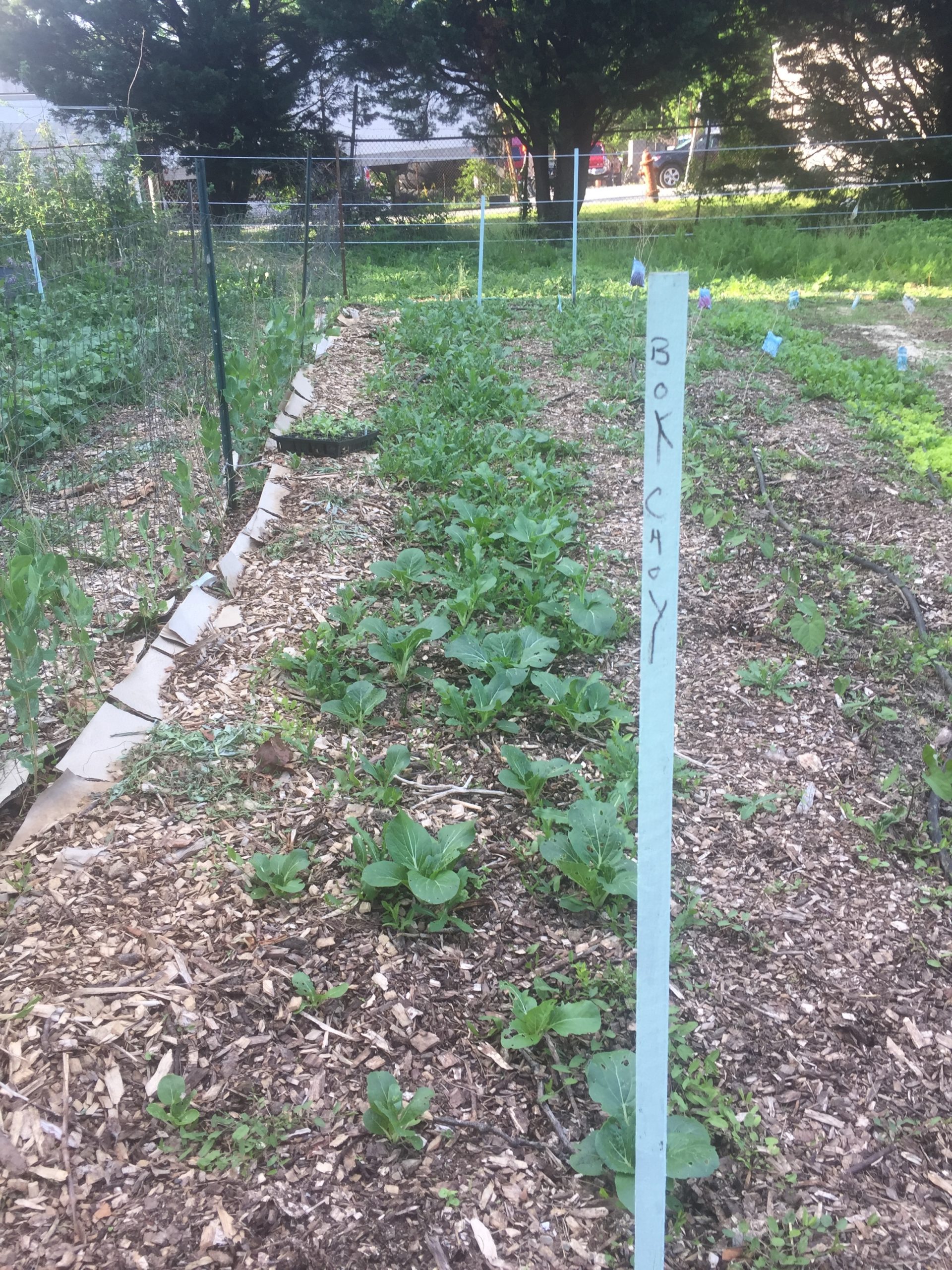 Scenes from the sustainable garden – 2019 | Jonah House